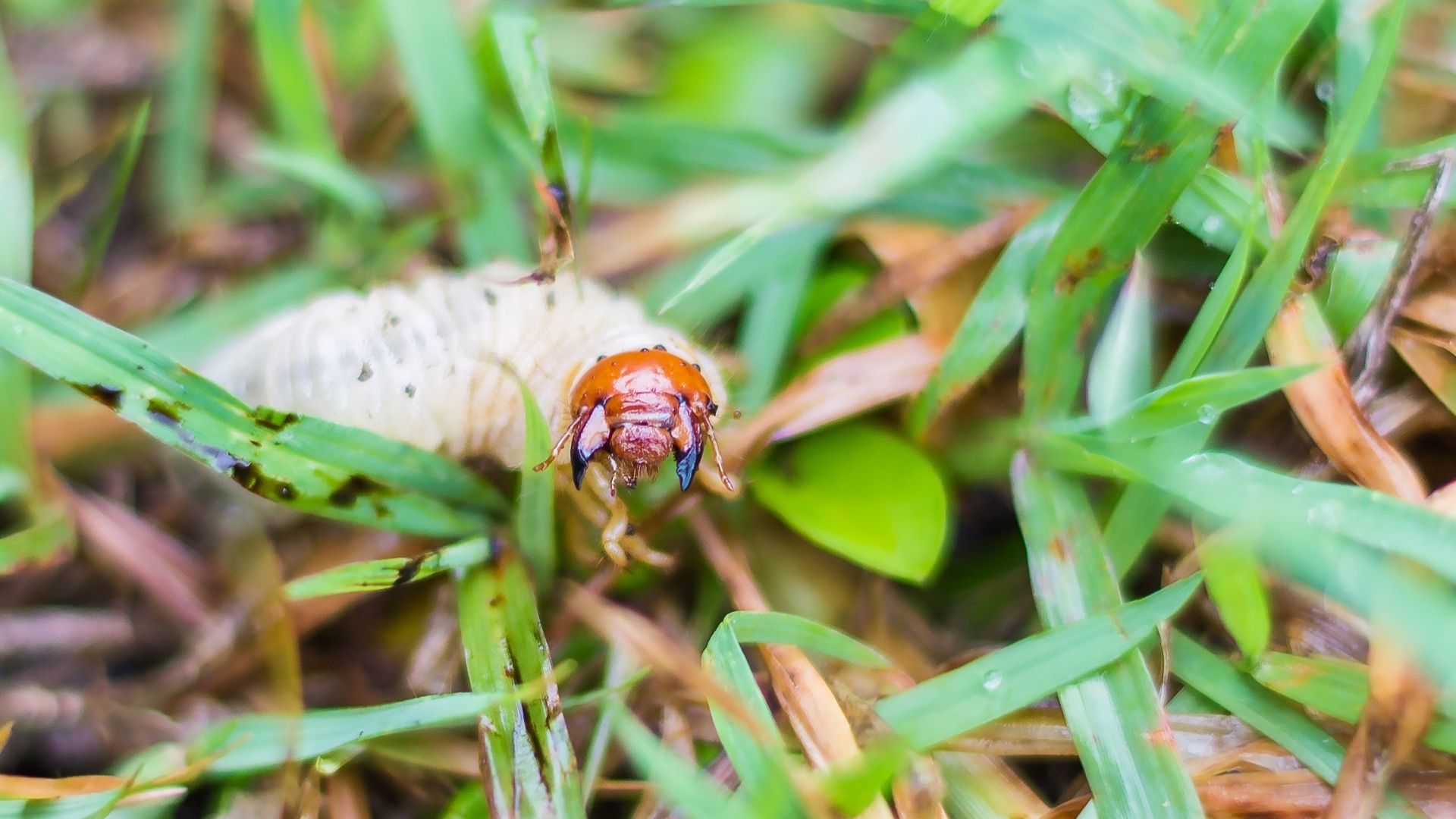 Common Lawn Problems and What To Do About Them - Stafford Best Lawn ...