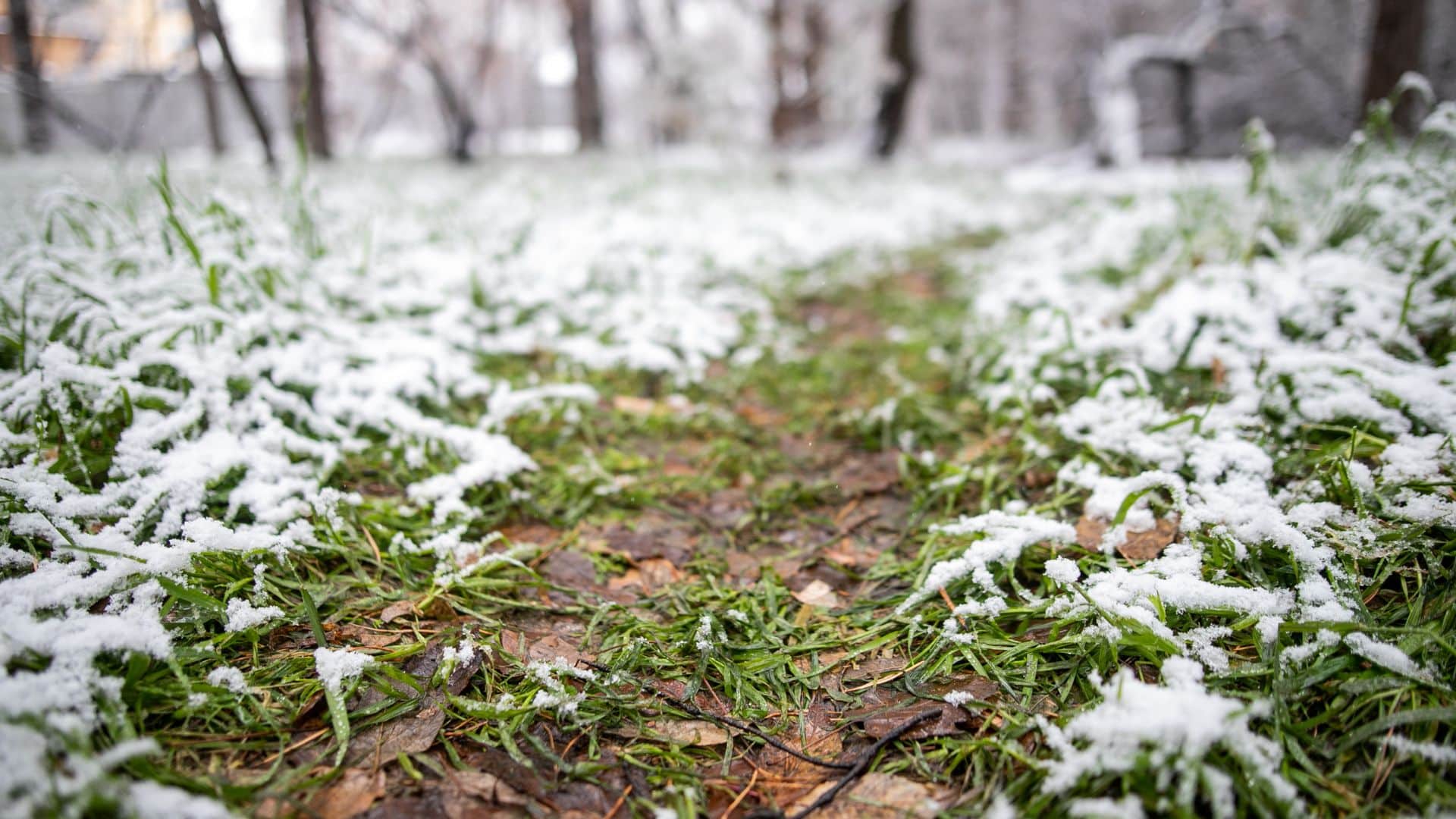 Preventing Snow Mold: Tips to Keep Your Lawn Disease-Free During Winter ...